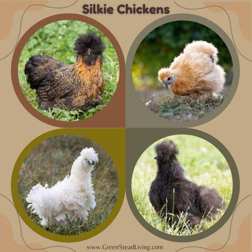 A Guide To Silkie Chickens (Having Learned The Hard Way)