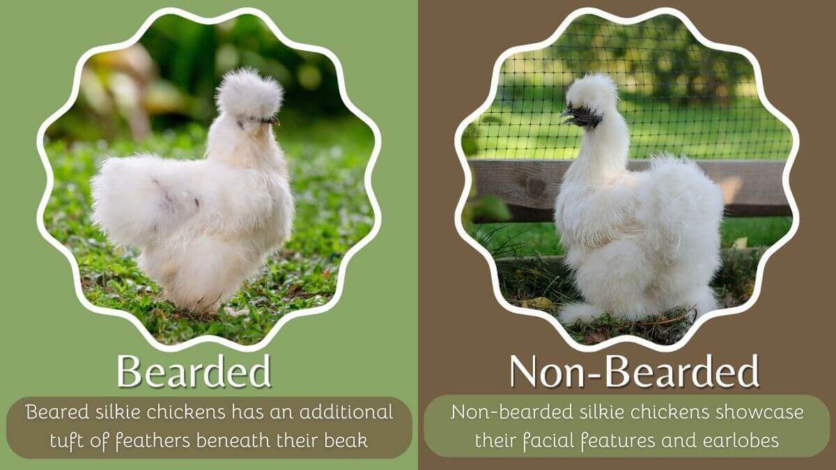 A Guide To Silkie Chickens (Having Learned The Hard Way)
