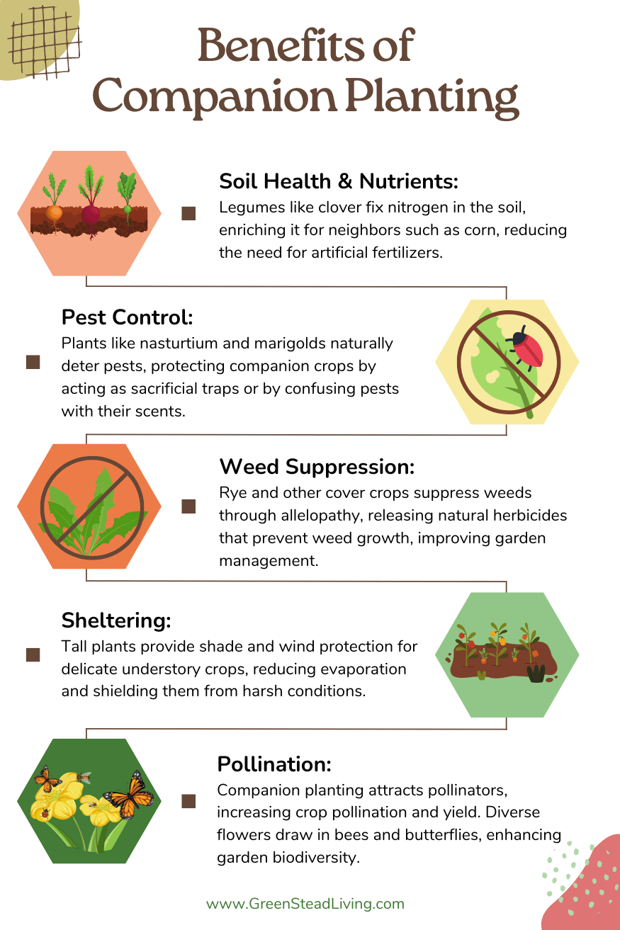 What is Companion Planting - A Beginners Guide