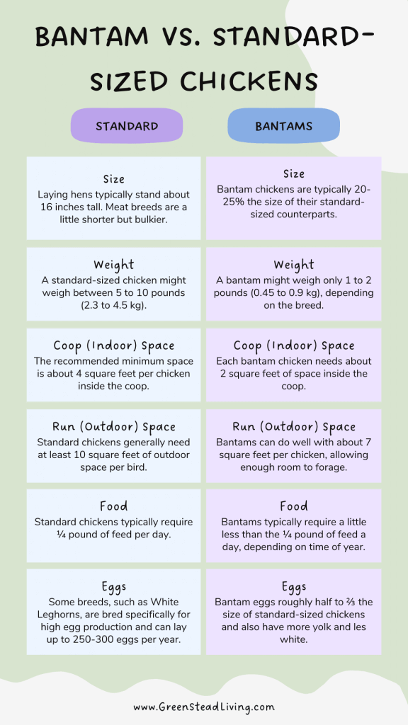 What Are Bantam Chickens - Everything You Need To Know